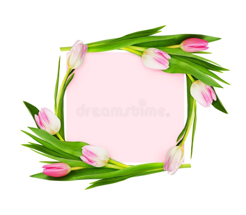 Pink Tulip Flowers Frame and a Card Stock Image - Image of corner ...