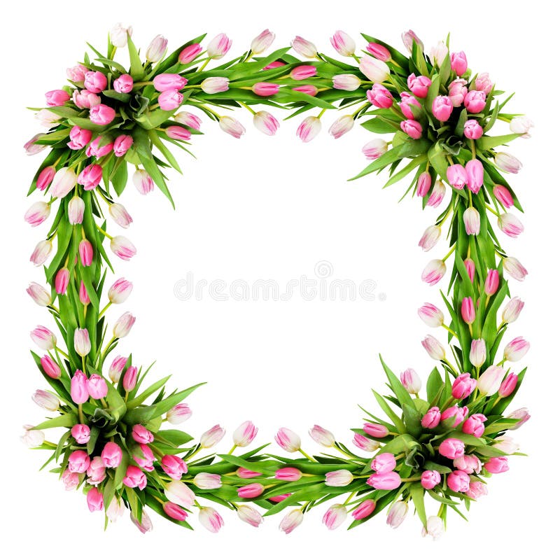 Pink tulip flowers frame stock photo. Image of bloom - 96127480