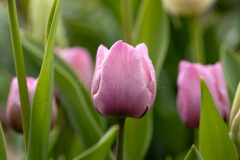 Pink Tulip Flowers Growing in Spring Garden Stock Photo - Image of ...