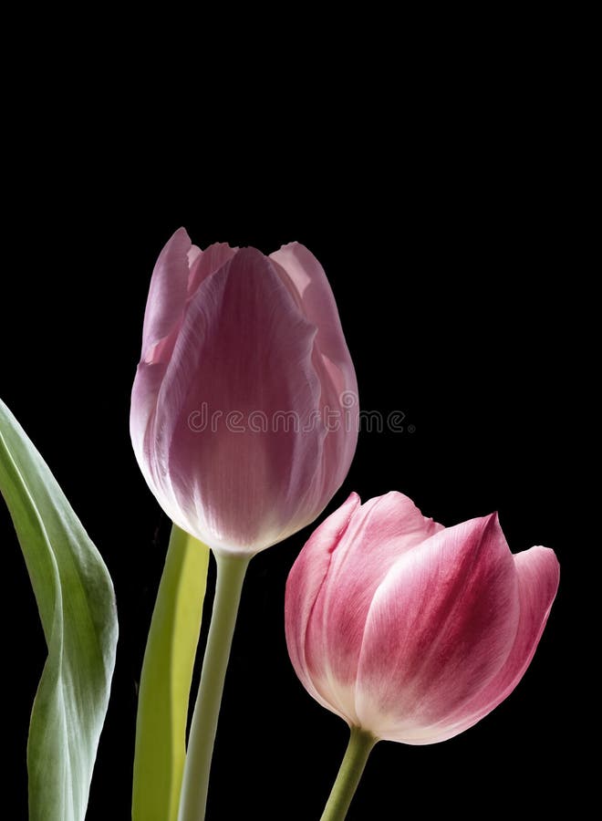Pink Tulip Flowers Isolated on Black Background. Tulip Flowers Head ...