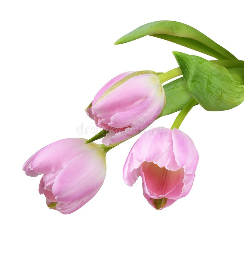 Pink Tulip Flowers Isolated Stock Photo - Image of nature, greeting ...
