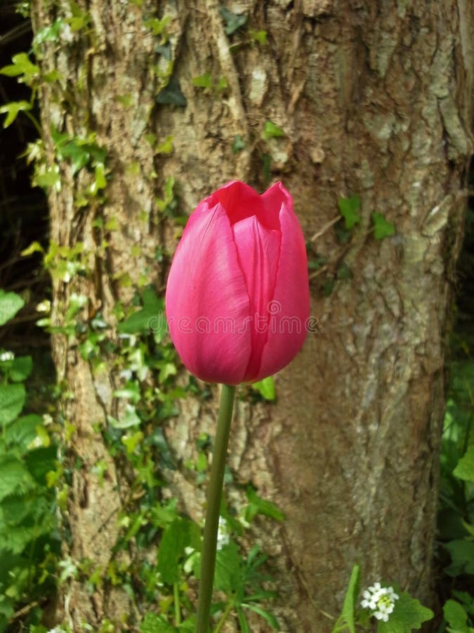 Pink Tulip in Front of Tree Stock Photo - Image of plant, pink: 91016216