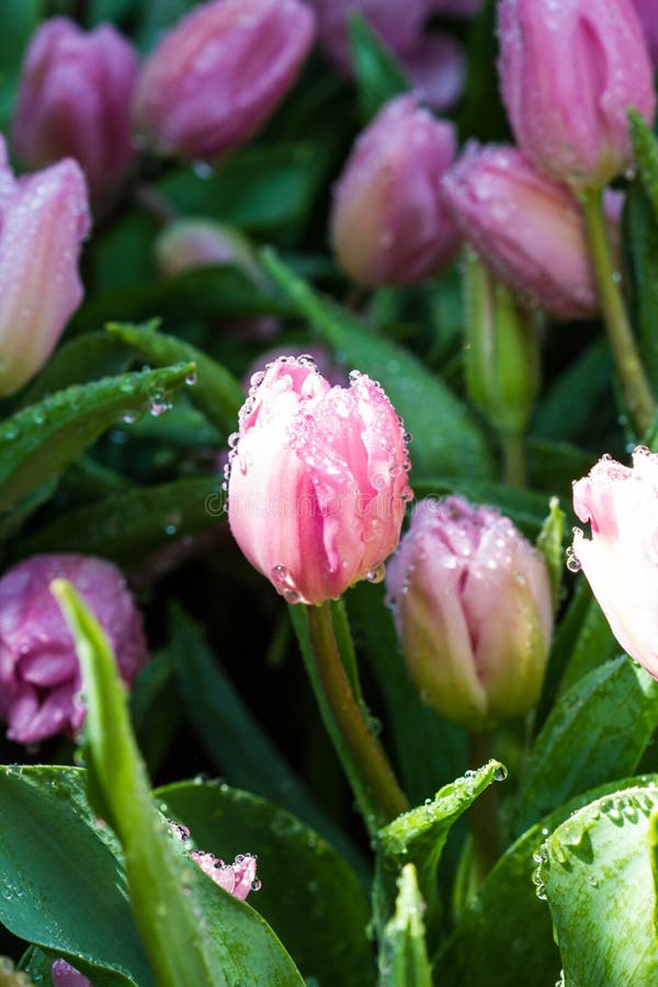 Pink tulip stock photo. Image of tulip, green, parrot - 48572520