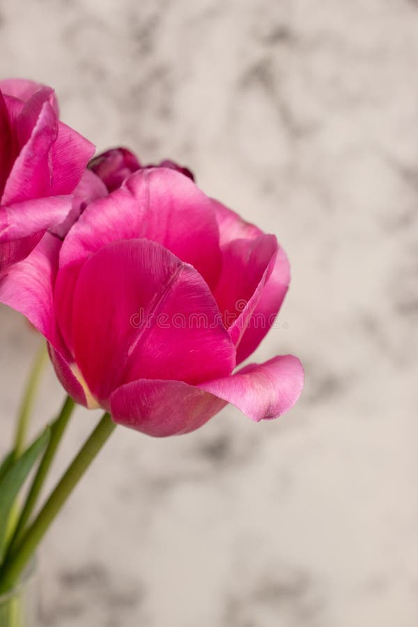 Pink Tulip. Light Background Stock Photo - Image of background ...
