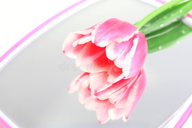 Pink tulip on mirror stock photo. Image of nature, floral - 12615394