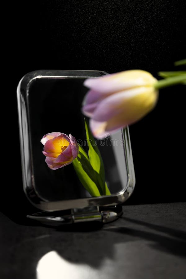 Pink Tulip in the Mirror on a Dark Background. Stock Photo - Image of ...