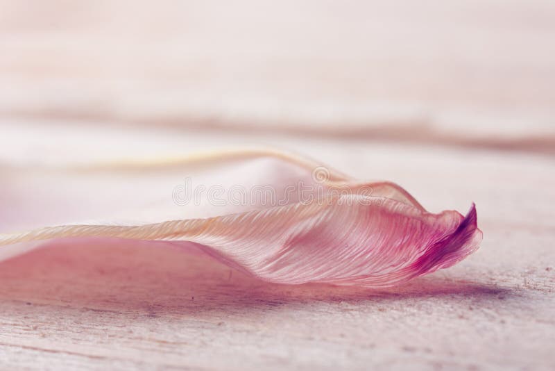 Pink Tulip Patel Stock Photos - Free & Royalty-Free Stock Photos from ...