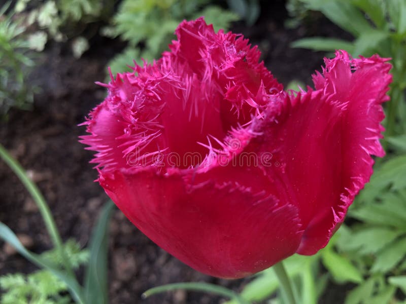Pink Tulip with Sharp Edges of Petals Stock Image - Image of botanical ...
