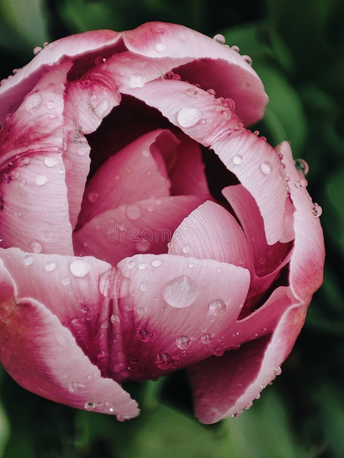 Pink Tulip Spring Screensaver Flowers Stock Photo - Image of organ ...