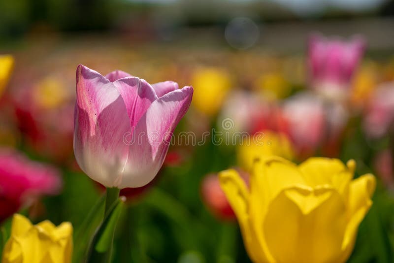 Red Tulip Stands Out Amidst White Tulips in a Field Stock Photo - Image ...