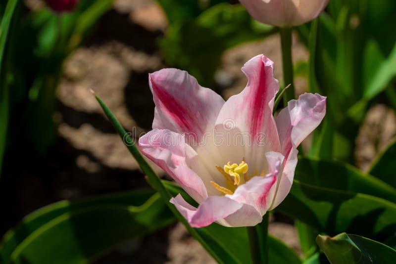 Red Tulip Stands Out Amidst White Tulips in a Field Stock Photo - Image ...