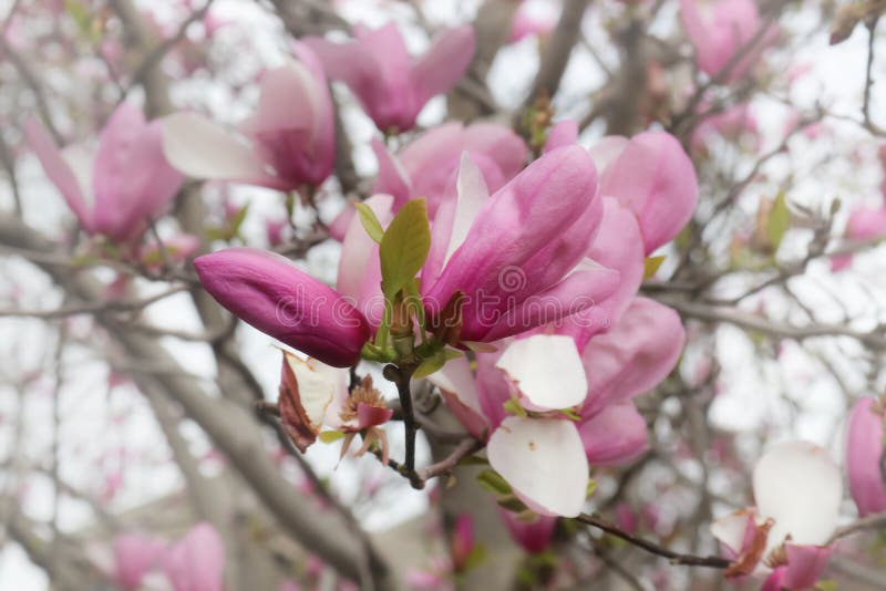 Pink Tulip Tree in Bloom with Soft Blurred Background Stock Photo ...