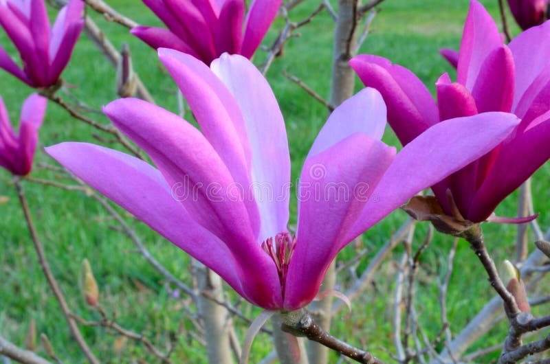 Pink Tulip Tree stock image. Image of spring, tree, plant - 51843439