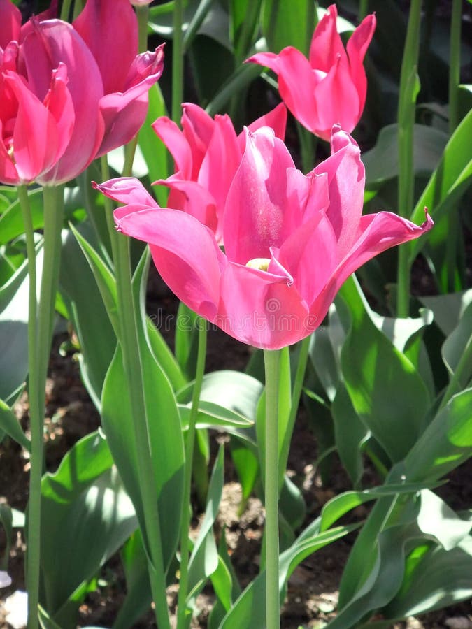 Pink Tulip stock photo. Image of plant, petals, growing - 88708316