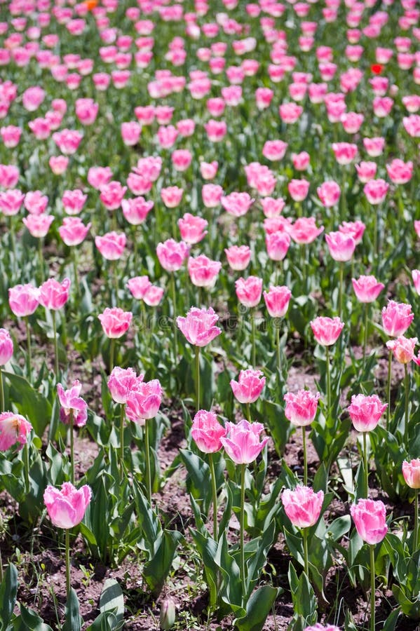 Pink tulips stock image. Image of blossom, blooming, sunny - 14290245