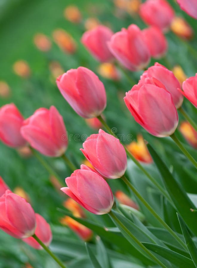 Pink tulips stock photo. Image of season, tulip, cheerful - 15645016
