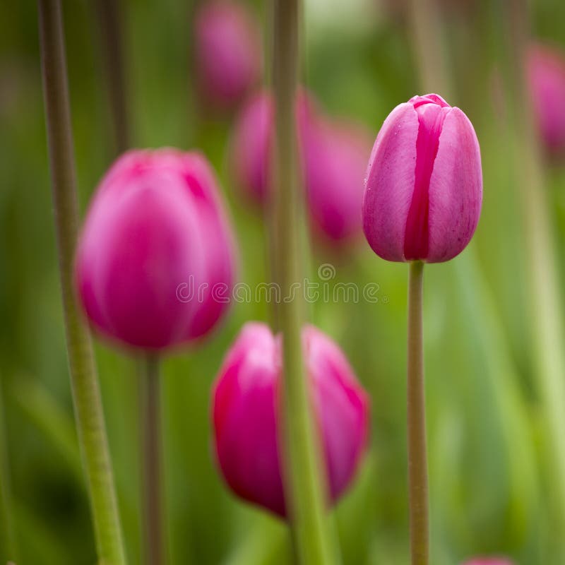 Pink tulips stock photo. Image of flora, flowers, floral - 22374728