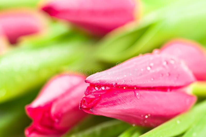 Pink Tulips Picture. Image: 4013793