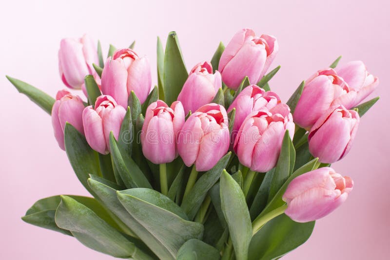 Pink Tulips on a Pink Background, Top View, Spring Bouquet Stock Photo ...