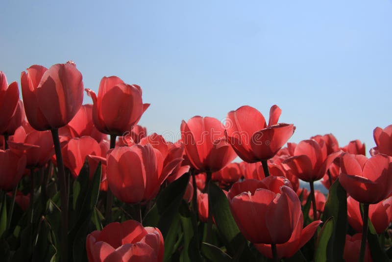 Pink tulips in backlight stock photo. Image of spring - 67400868