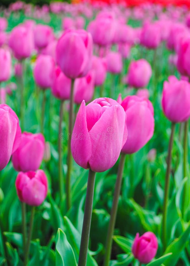 Pink tulips stock image. Image of beauty, beautiful, nature - 48496233