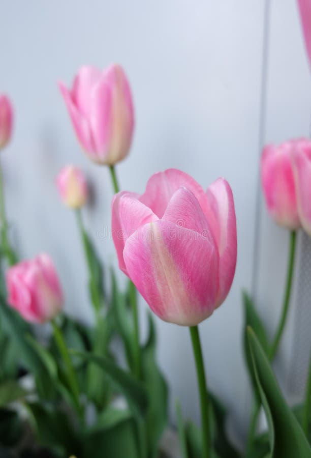 Pink tulips stock photo. Image of leaf, pink, floral - 69721580