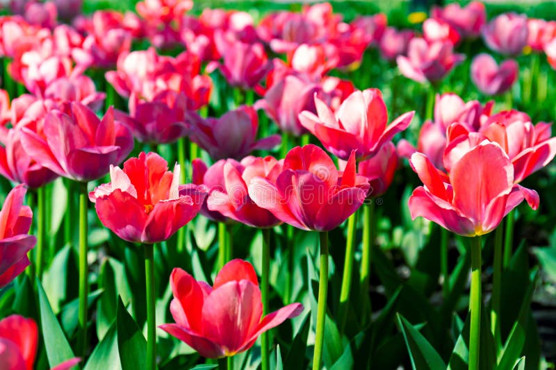 Pink Tulips Bloom in the Flower Bed of the Garden Plot. Spring ...