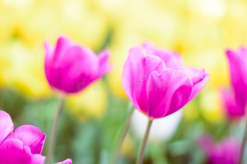 Pink Tulips Bloom in the Garden Stock Photo - Image of field, focus ...