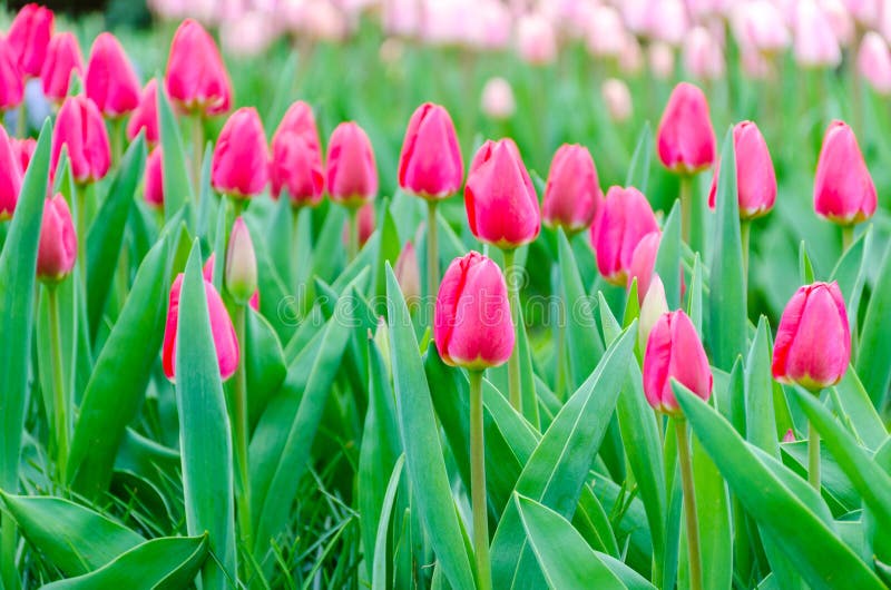 Pink Tulips and Blue Muscari Hyacinth Flowers. Stock Photo - Image of ... Pink Tulips and Blue Muscari Hyacinth Flowers. Stock Photo - Image of ...