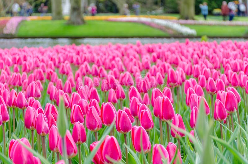 Pink Tulips and Blue Muscari Hyacinth Flowers. Stock Photo - Image of ... Pink Tulips and Blue Muscari Hyacinth Flowers. Stock Photo - Image of ...