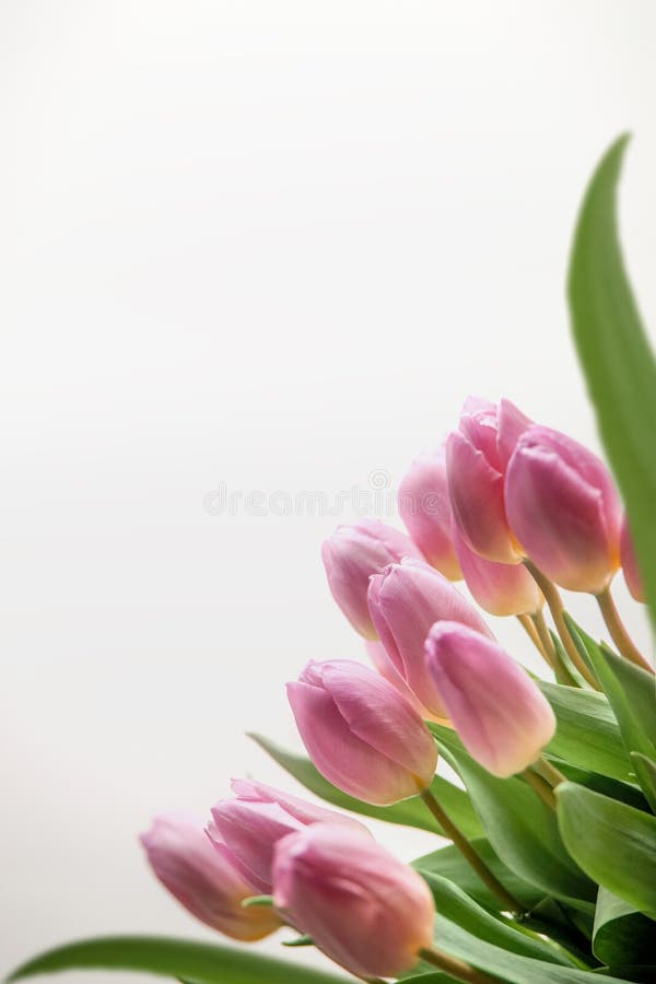 Pink Tulips Border at White Background. Springtime Flowers Stock Photo ...