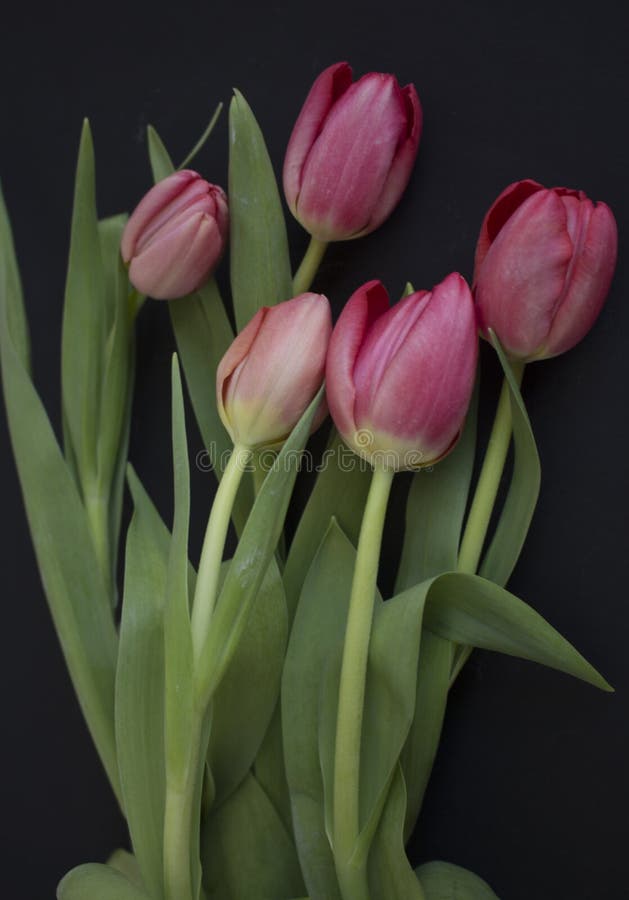 Pink tulips stock image. Image of water, vital, fresh - 111699883