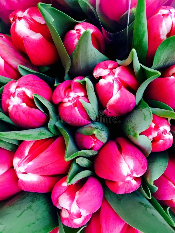 Pink tulips stock photo. Image of bunch, nature, spring - 68529764