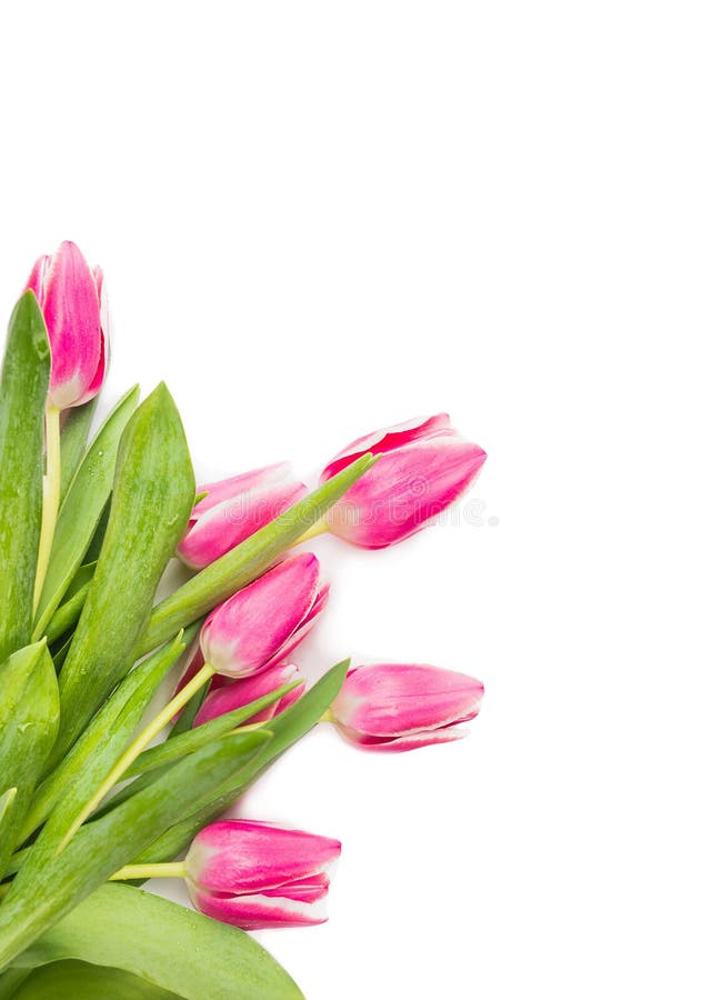 Pink Tulips Bunch Floral Corner Border on White Background Stock Image ...