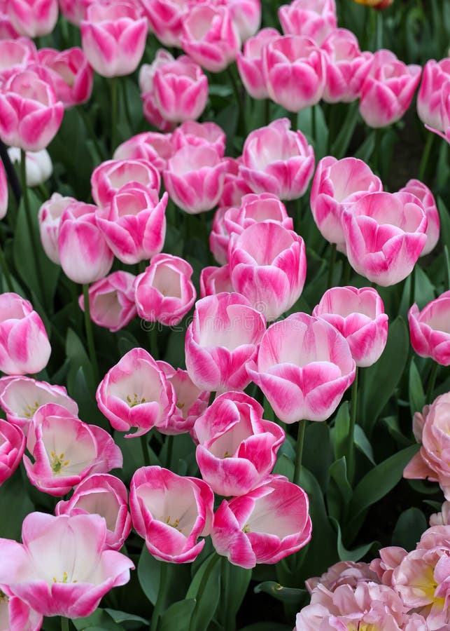 Pink Tulips Called Deborah. Triump Group Stock Image - Image of divided ...