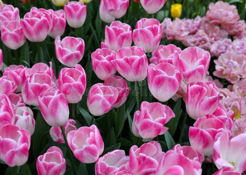 Pink Tulips Called Deborah. Triump Group Stock Photo - Image of deborah ...