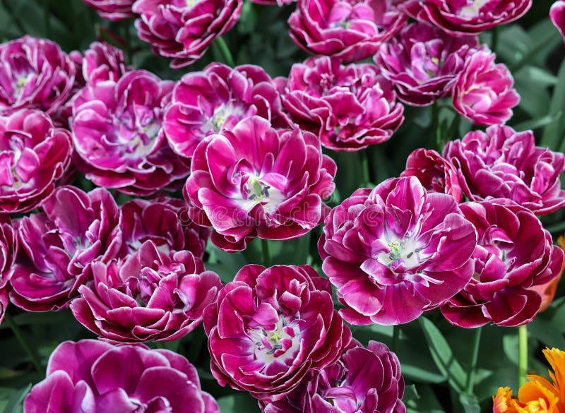 Pink Tulips Called Dream Touch Double Late Group Stock Photos - Free ...