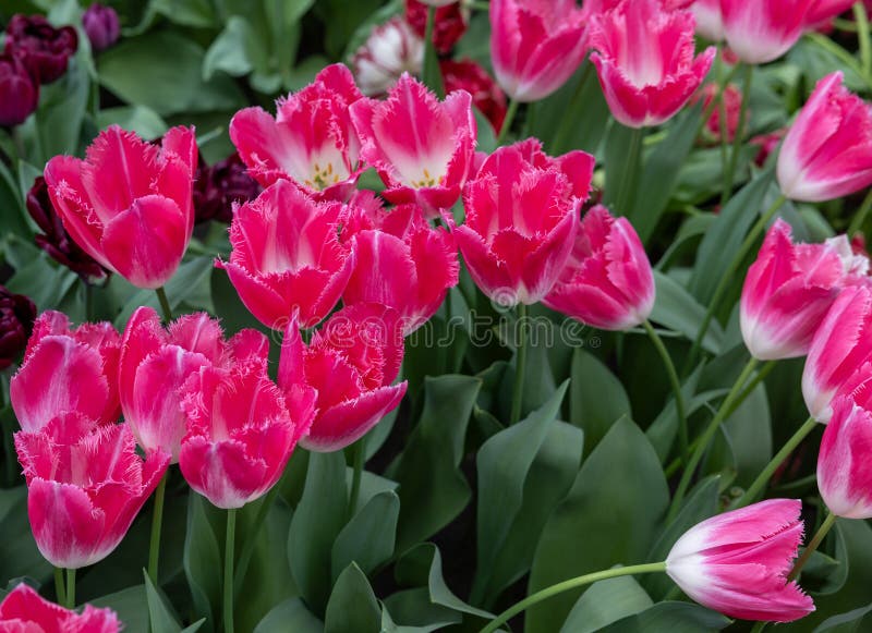 Pink Tulips Called Uliana. Triumph Group Stock Image - Image of ...