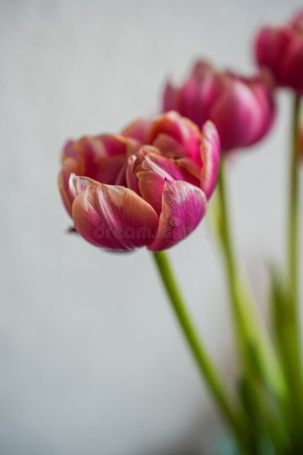 Pink Tulips Close Up in Front of White Background Stock Photo - Image ...