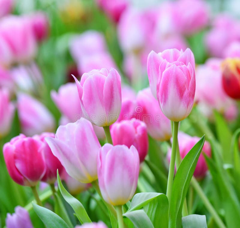 Pink tulips stock image. Image of pink, fresh, green - 54746627