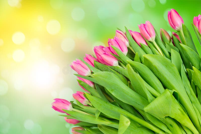 Pink tulips stock image. Image of gold, nature, freshness - 51478683
