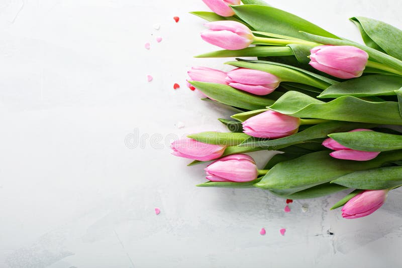 Tulips with copy space stock photo. Image of dutch, petals - 604830