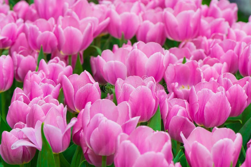 Pink tulips stock photo. Image of head, dutch, flower - 43429762