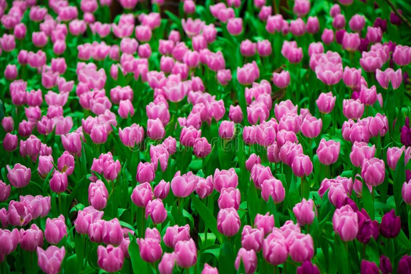 Pink tulips stock image. Image of europe, scene, floral - 43429983