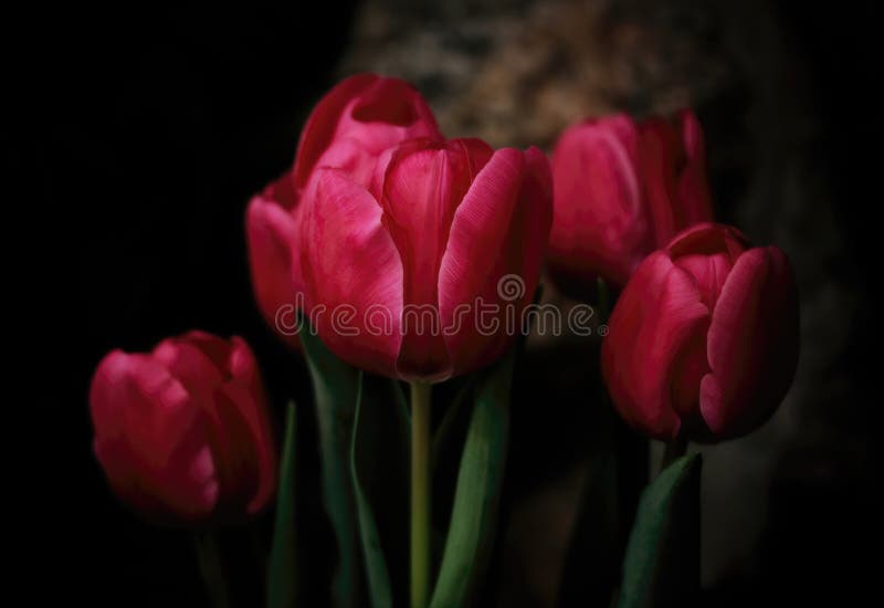 Pink Tulips with Dark Background Stock Photo - Image of spring, dark ...