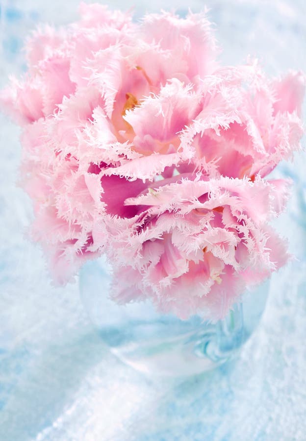 Pink tulips stock photo. Image of bloom, color, blooming - 30398556