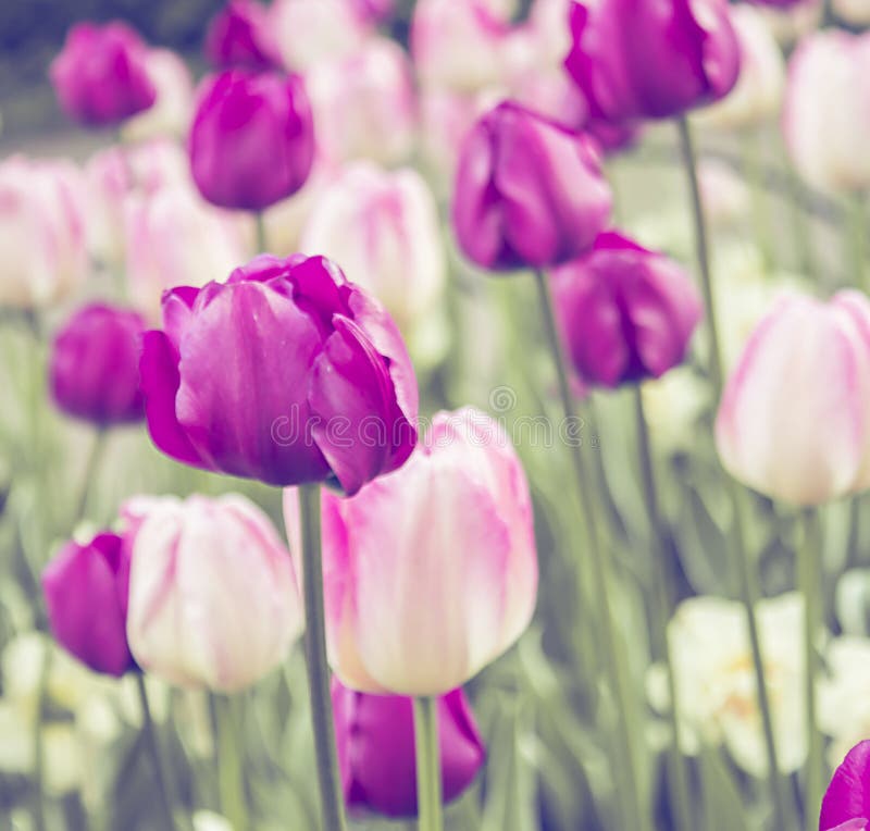 Pink Tulips of Different Varieties, Spring Meadow Background Stock ...