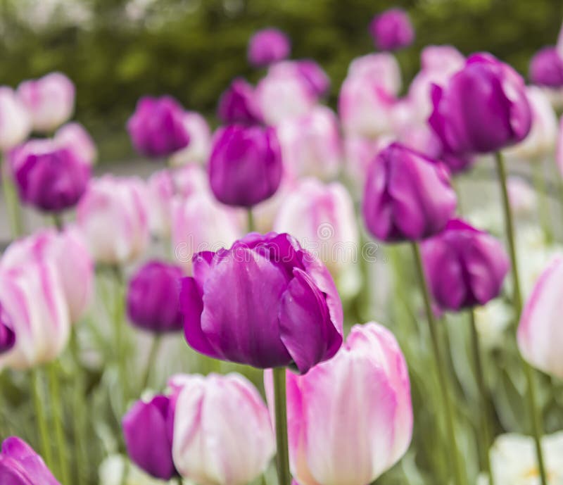 Pink Tulips of Different Varieties, Field of Tulips Stock Photo - Image ...