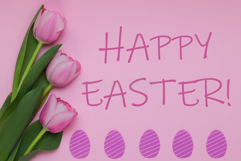 Pink Tulips with Pink Easter Eggs on a Pink Background. Happy Easter ...