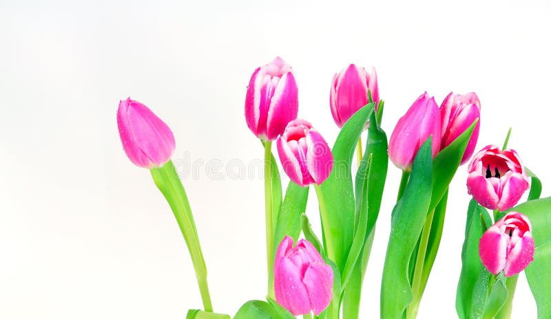Pink Tulips flowers stock photo. Image of fresh, tulips - 17568328